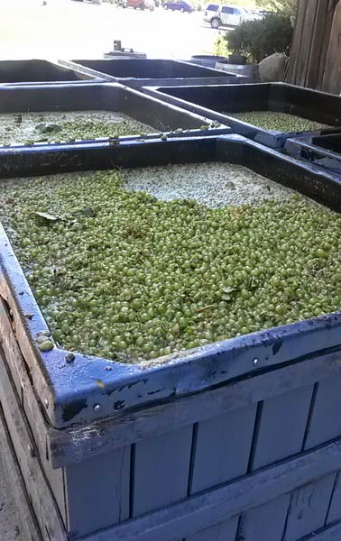 Grape bins - Wagner Vineyards Estate Winery